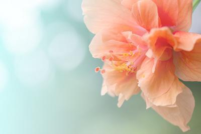 'Close up Hibiscus Flower in Soft Focus.Orange Hibiscus Flower also ...