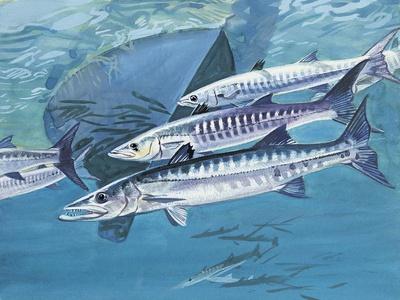 Barracuda Painting