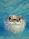 'Close-up of a Puffer Fish, Bahamas' Photographic Print | Art.com