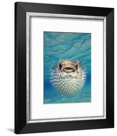 Close-up of a Puffer Fish, Bahamas Photographic Print by | Art.com