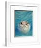 Close-up of a Puffer Fish, Bahamas Photographic Print by | Art.com