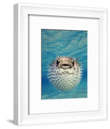 Close-up of a Puffer Fish, Bahamas Photographic Print by | Art.com