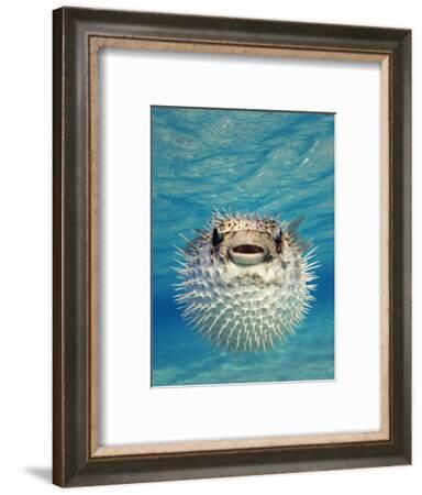 Close-up of a Puffer Fish, Bahamas Photographic Print by | Art.com