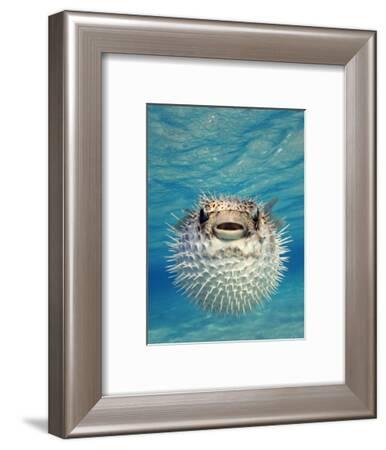 Close-up of a Puffer Fish, Bahamas Photographic Print by | Art.com
