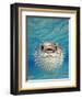 'Close-up of a Puffer Fish, Bahamas' Photographic Print | Art.com