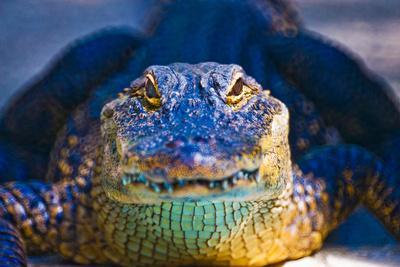 Blue Alligators