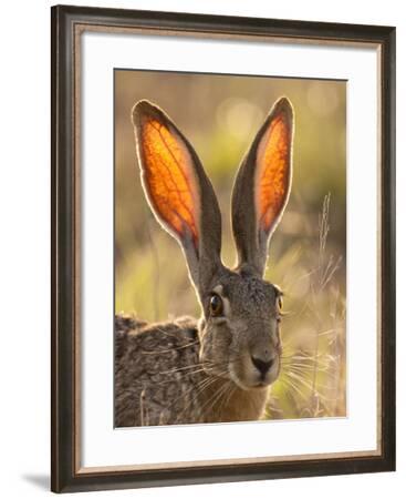Close-Up of Black-Tailed Jackrabbit, Maverick County, Texas, Usa ...