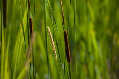 Cattails To Color
