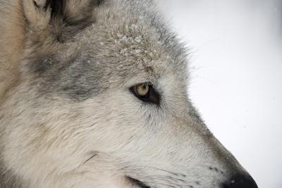 'Close-Up of Face and Snout of a North American Timber Wolf (Canis ...