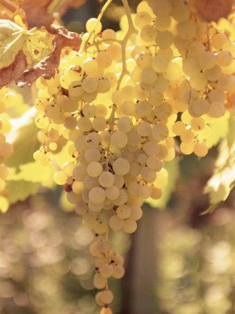 'Close-up of Malvasia Grapes in Vineyard Outside Frascati, Frascati ...