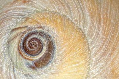 'Close-Up of Moon Snail Shell, Seabeck, Washington, USA' Photographic ...