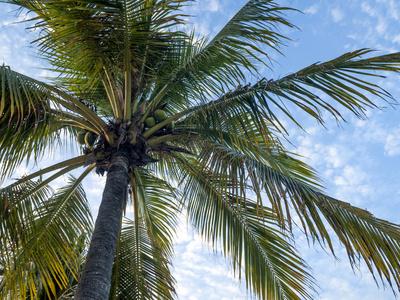 'Coconut Tree, Low Angle View, Providenciales, Turks and Caicos Islands ...