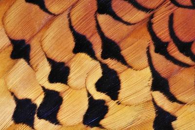 'Pheasant Plumage' Photographic Print - Colin Varndell | Art.com