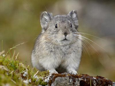 'Collared Pika (Ochotona Collaris), Hatcher Pass, Alaska, United States ...