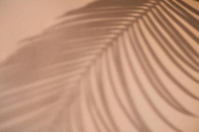 'Shadow of Palm Leaf on Natural Earthy Colors Background. Creative ...