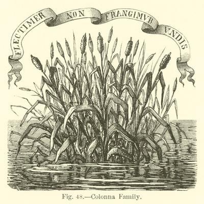 'Colonna Family' Giclee Print | Art.com