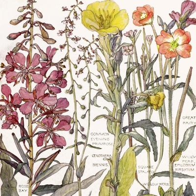 'Ambrosia 2' Giclee Print - Color Bakery | Art.com