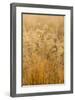 'Colorado, Gunnison National Park. Close Up of Golden Grasses ...