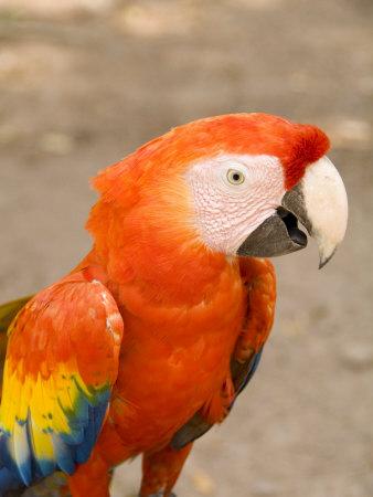 'Colorful Red Macaw Bird, Copan Ruins, Honduras' Photographic Print ...