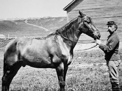 'Comanche, Captain Keogh's Mount, the Only Survivor of Custer's Last ...