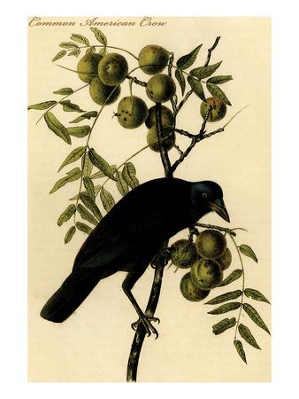 Common American Crow Art Print by John James Audubon | Art.com