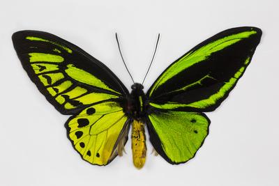 'Common Green Birdwing Butterfly, Comparing the Top Wing and Bottom ...