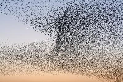 'Common Starling Flock' Photographic Print | Art.com