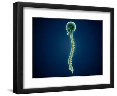Conceptual Image of Human Skull and Spinal Cord Framed Art Print | Art.com