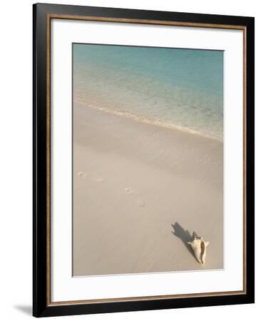 Conch Shell on Grace Bay Beach, Providenciales, Turks and Caicos ...