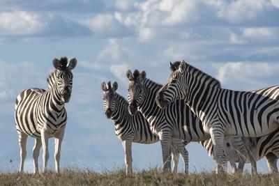 'Zebra in the Clouds' Photographic Print - Connie Allen | Art.com