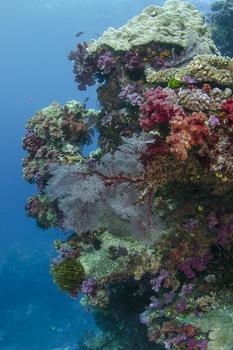 'Coral Reef Diversity, Fiji' Photographic Print - Pete Oxford | Art.com