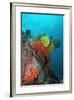 Coral Reef Underwater Scene of Coral Reef Photographic Print by | Art.com