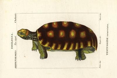 'Yellow-Footed Tortoise or Brazilian Giant Tortoise, Chelonoidis ...