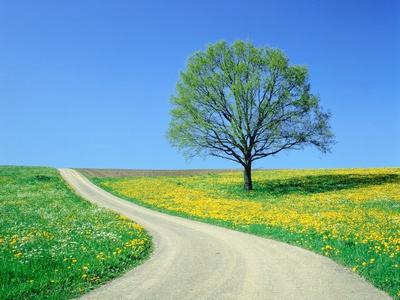 'Country road and tree, spring' Photographic Print - Herbert Kehrer ...