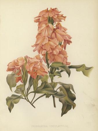 'Crossandra Undulaefolia' Giclee Print | Art.com