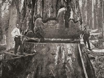 'Cutting Down a Giant California Redwood Tree in the Late 19th Century ...