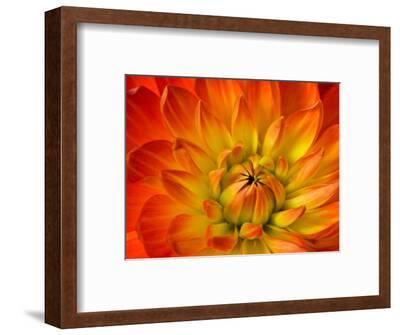 'Dahlia Flower with Pedals Radiating Outward, Sammamish, Washington ...