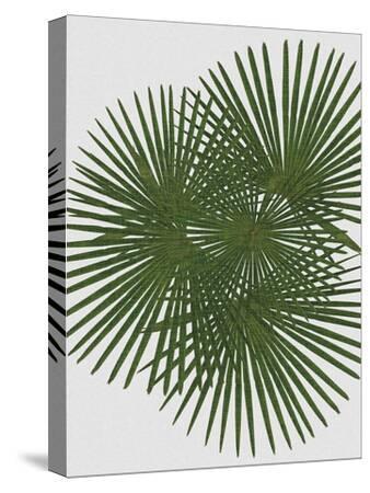 'Urban Tropical - Fan' Stretched Canvas Print - Dana Shek | Art.com