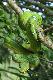 'Emerald Tree Boa (Corallus Caninus) Coiled Around Branch In Strike ...