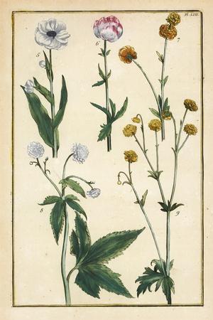 'Globe Flower, Trollius Europaeus, and Other Species of Buttercups ...
