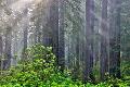 'California. Del Norte Redwoods SP. Spring with sunbeams coming through ...