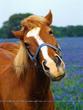 'Horse Portrait' Photographic Print - Darrell Gulin | Art.com
