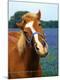 'Horse Portrait' Photographic Print - Darrell Gulin | Art.com