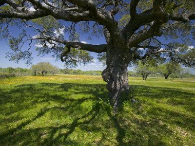 Oak Trees and Wildflowers Bloom Near Cuero, Texas, USA Photographic ...