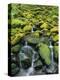 'Stream Flowing Through Moss Covered Rocks' Photographic Print ...