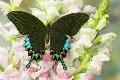Swallowtail butterfly Papilio hermeli, Luzon Peacock on pink ...