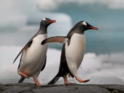'Two Gentoo Penguins' Photographic Print - Darrell Gulin | Art.com