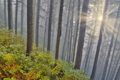 'USA, Oregon. Lookout State Park with fog and sun breaking through amongst Sitka spruce forest ...