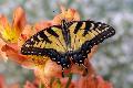 'USA, Washington State, Sammamish. Eastern tiger swallowtail butterfly ...