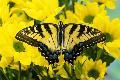 'USA, Washington State, Sammamish. Eastern tiger swallowtail butterfly ...